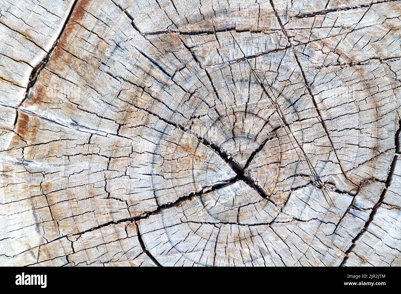 Tree in section. Texture of a cut tree close-up. Cracks in a saw cut ...