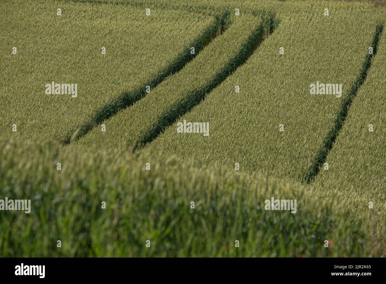 view to green grain rows at the field in Germany Stock Photo - Alamy