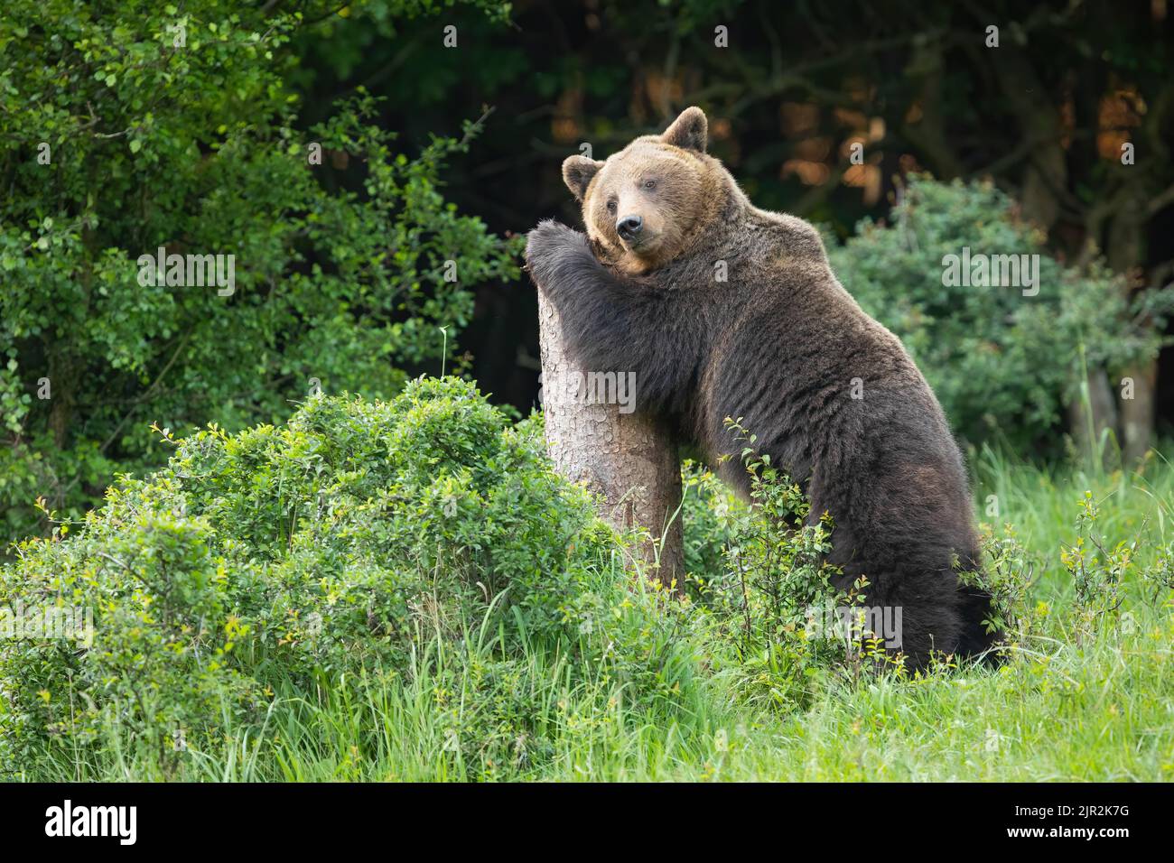 Male brown bear marking its territory on a old broken tree Stock Photo ...