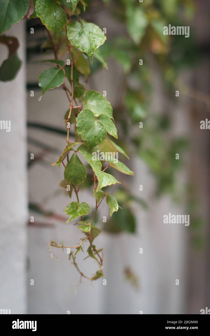 A vertical shot of green leaves of a tree Stock Photo - Alamy
