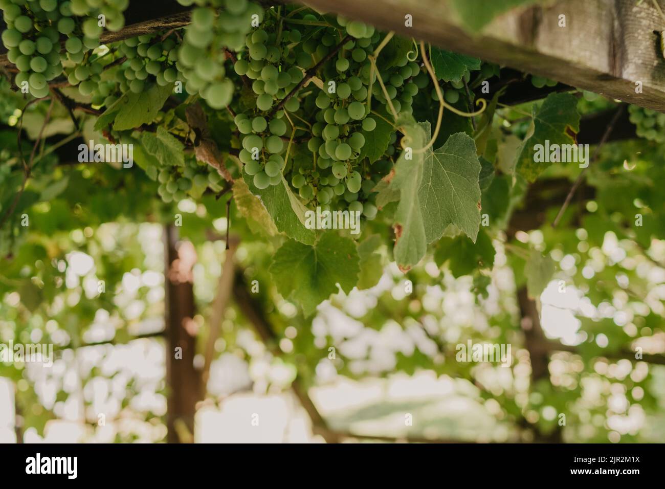 A selective focus of the ceiling covered with climbing unripe grape ...