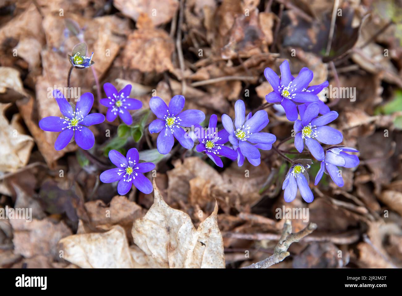 A top view of common hepatica growing with stones in the background ...