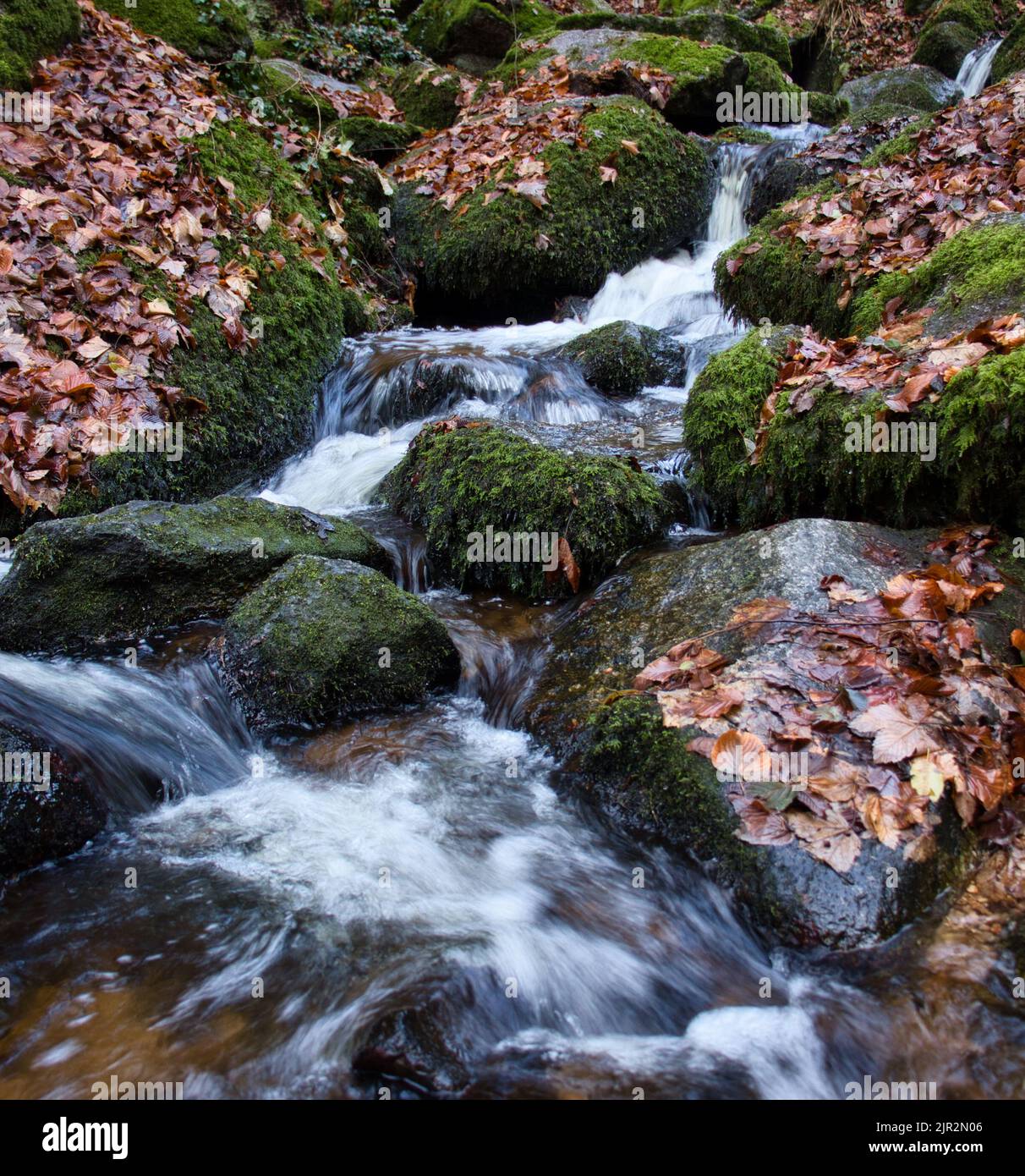Water in a stream running down a hill over rocks with moss and dead ...