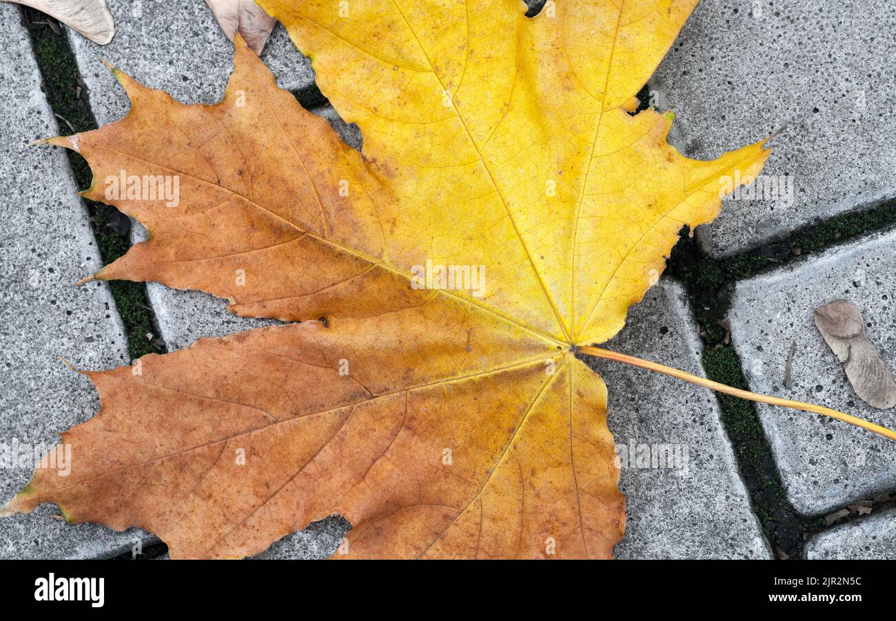 Fallen bright yellow maple leaf on the pavement Stock Photo - Alamy