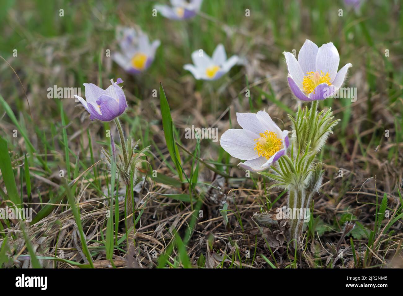 The spring prairie crocus blooming near Plum Coulee, Manitoba, Canada ...