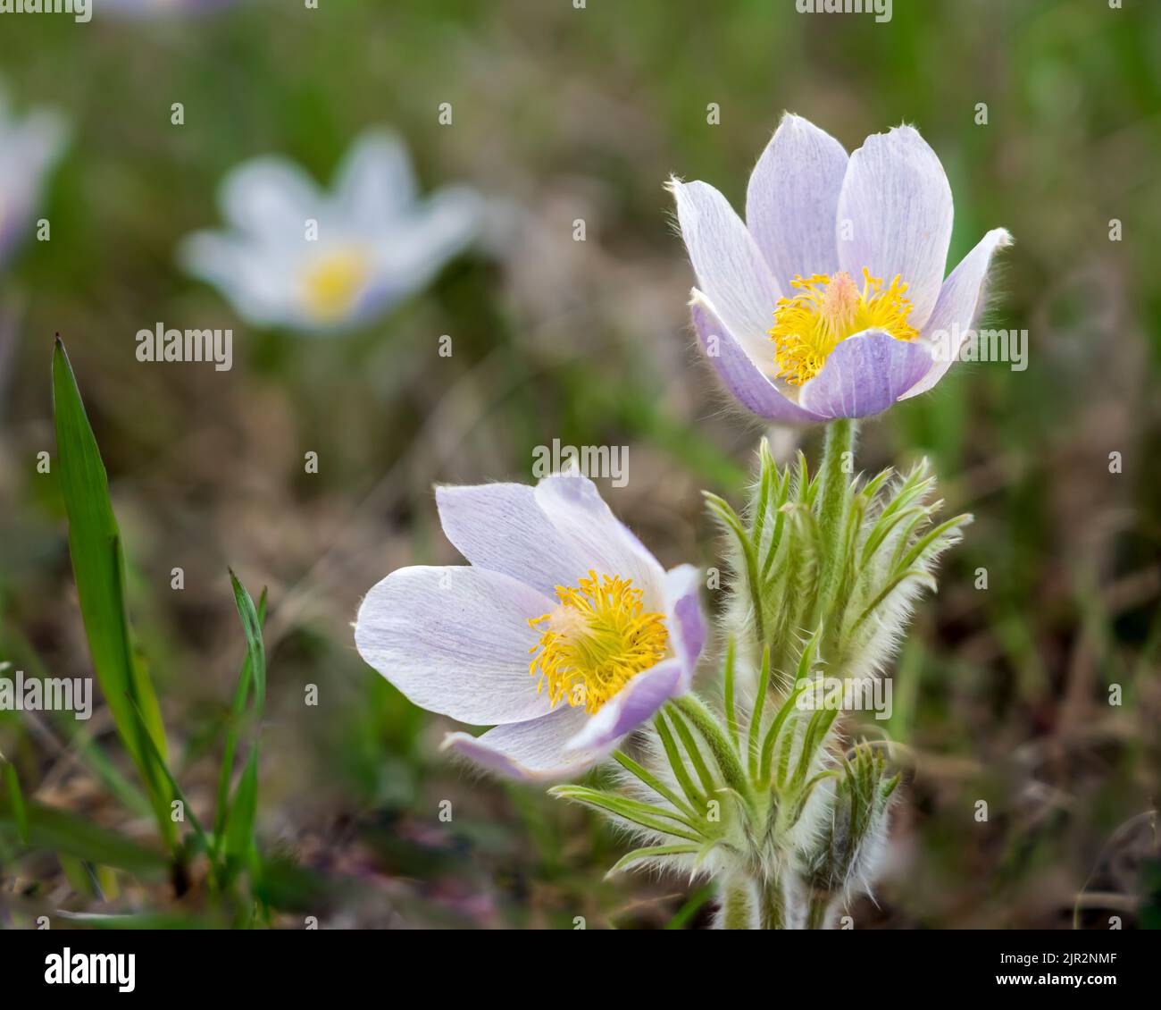 Praire crocus hi-res stock photography and images - Alamy