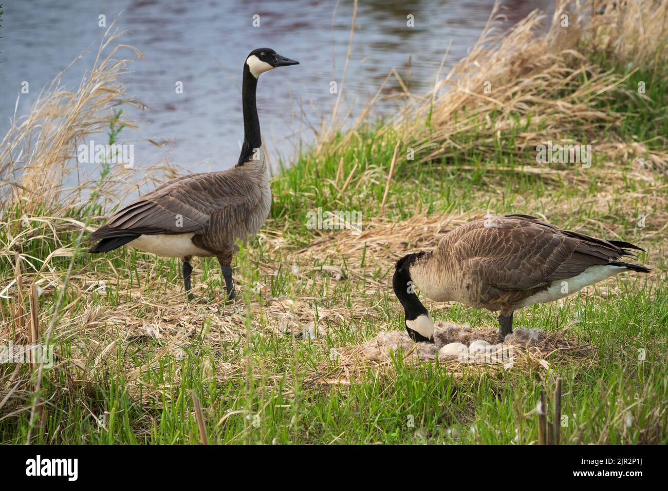 Male and female Canada goose at the nest at the Discovery Nature ...