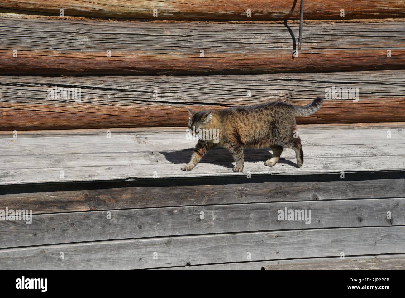 A tabby cat was walking on the wood panel Stock Photo - Alamy