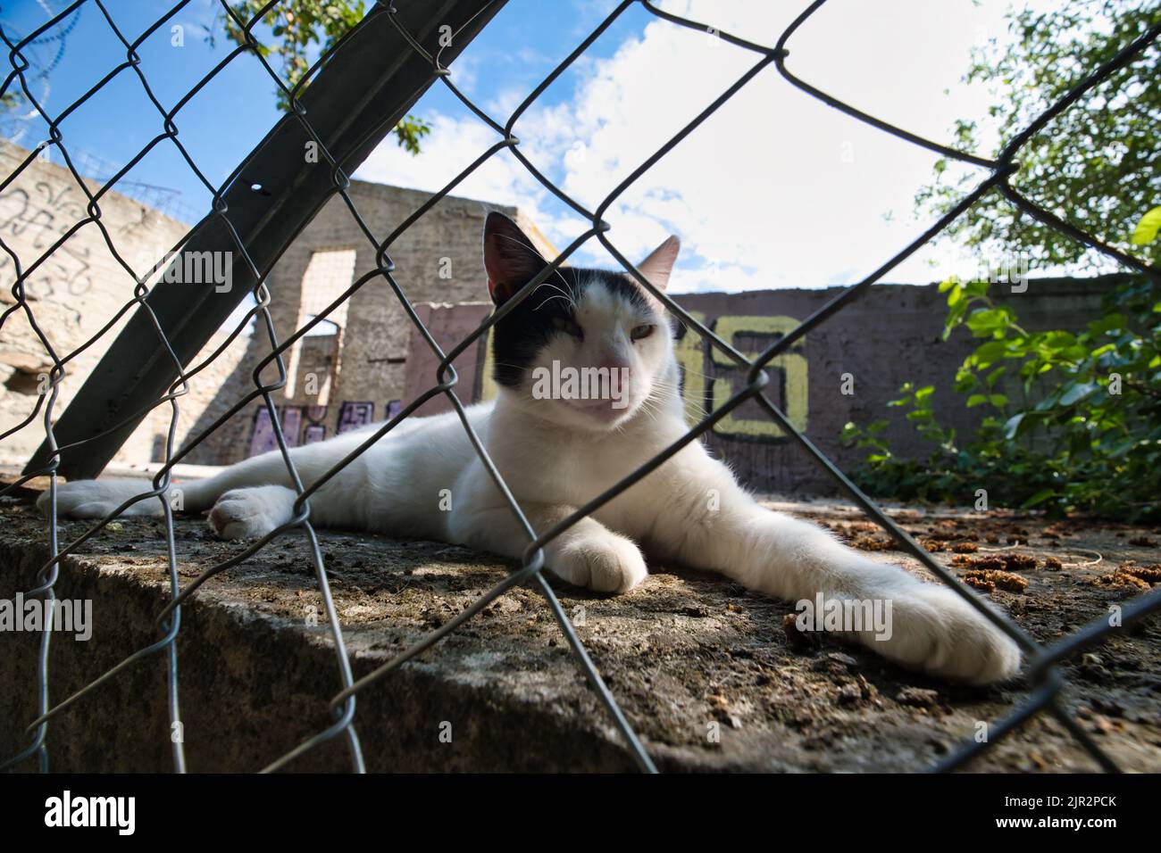 Relaxed cat behind a net in a court inside the Plaka district in Athens ...
