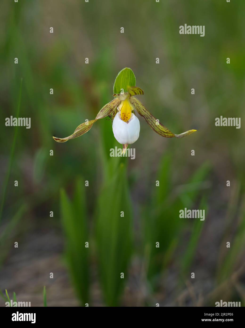 Small white flower in grass hi-res stock photography and images - Alamy
