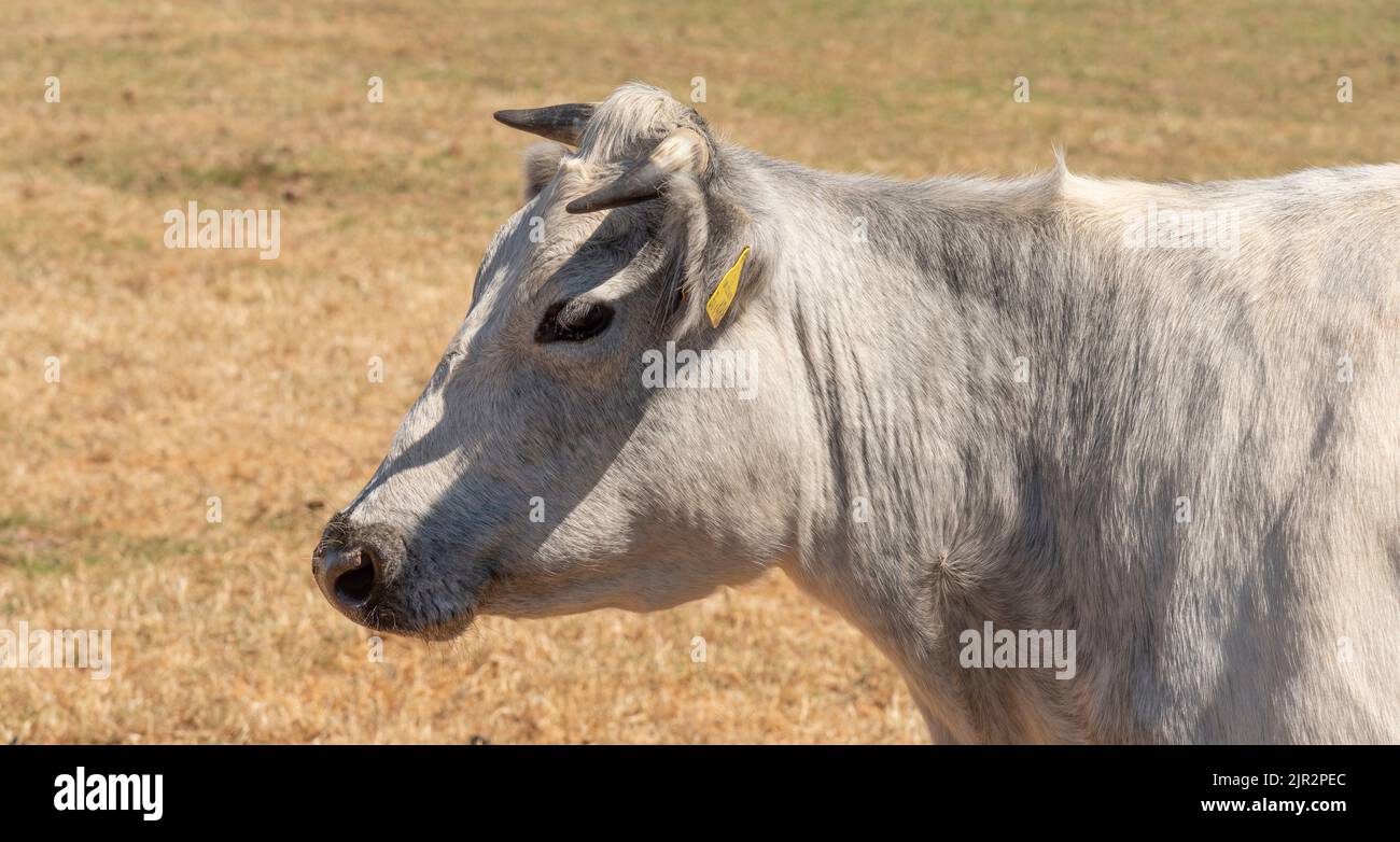 Cotswolds, Gloucestershire, England, UK. 2022. Albion cow originally ...