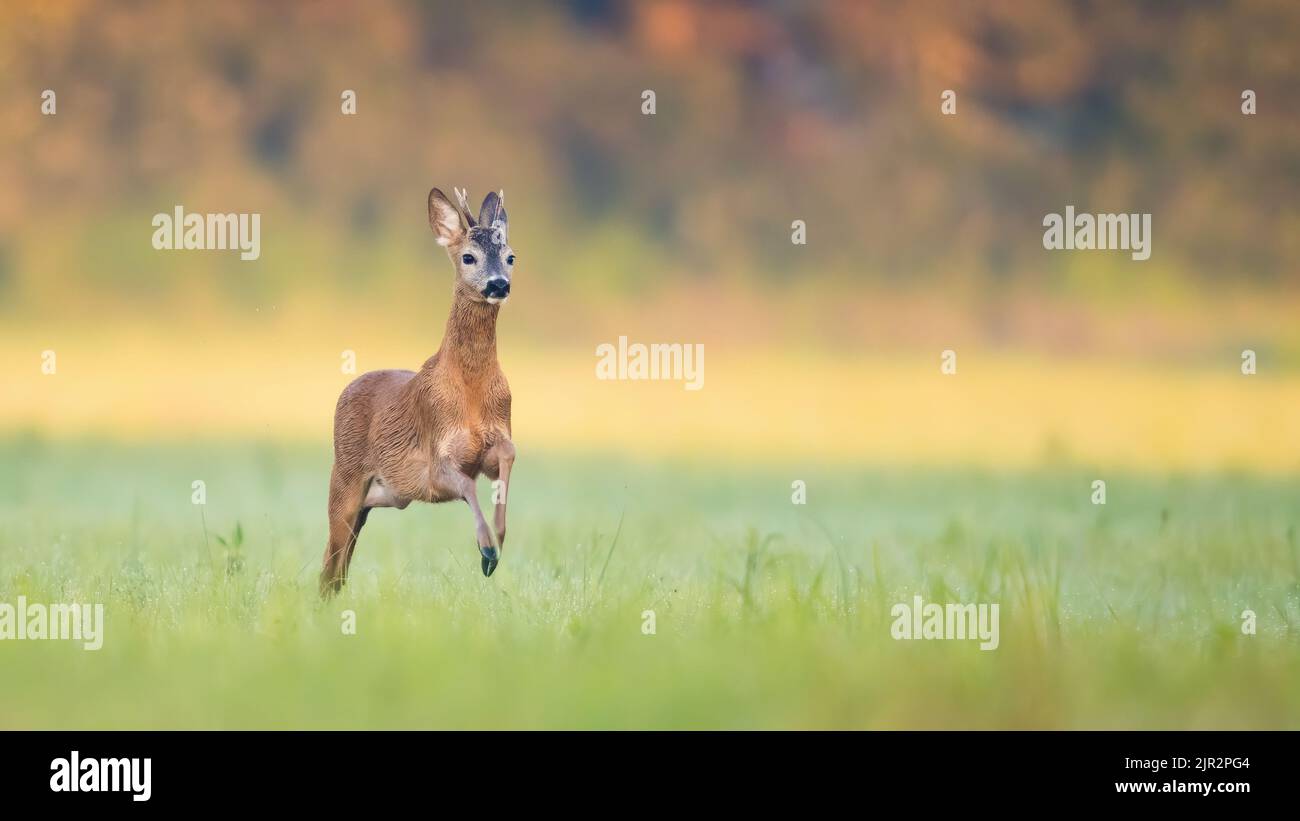 Sprinting roe deer hi-res stock photography and images - Alamy