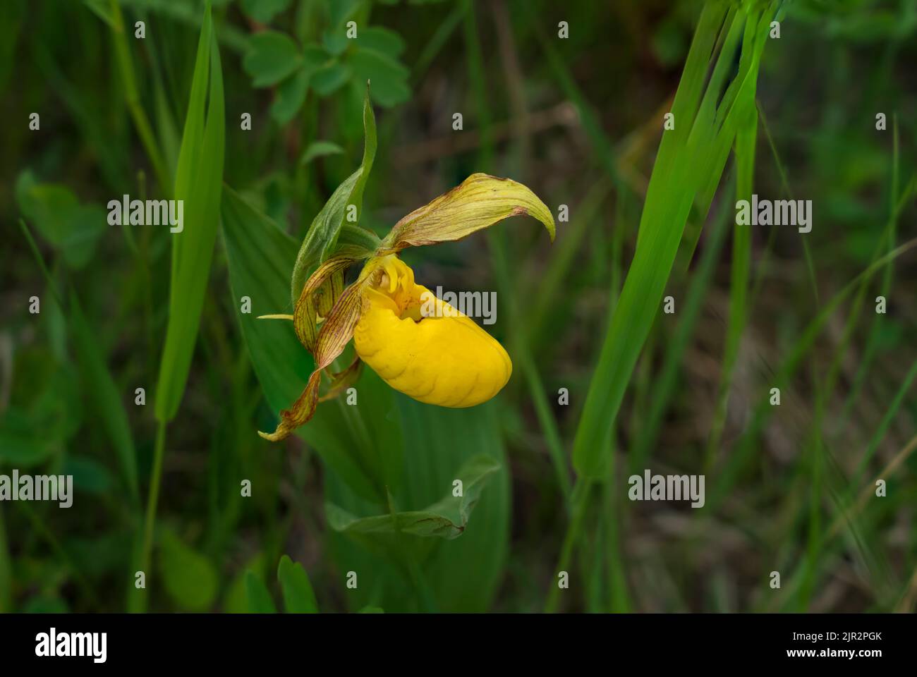 The large Yellow Lady's Slipper in the Tall Grass Prairie Preserve in ...