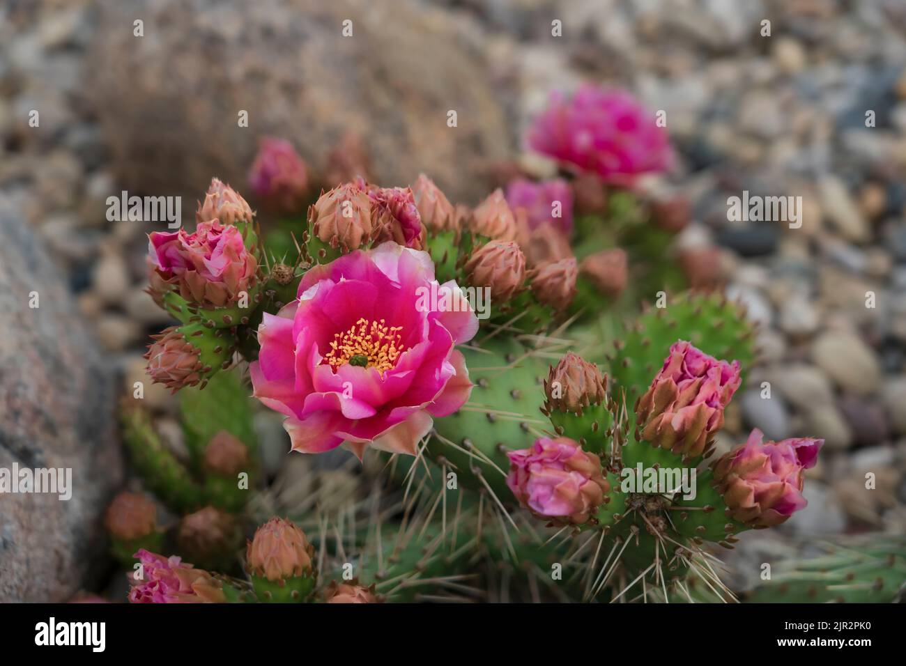 Plains prickly pear cactus canada hi-res stock photography and images ...