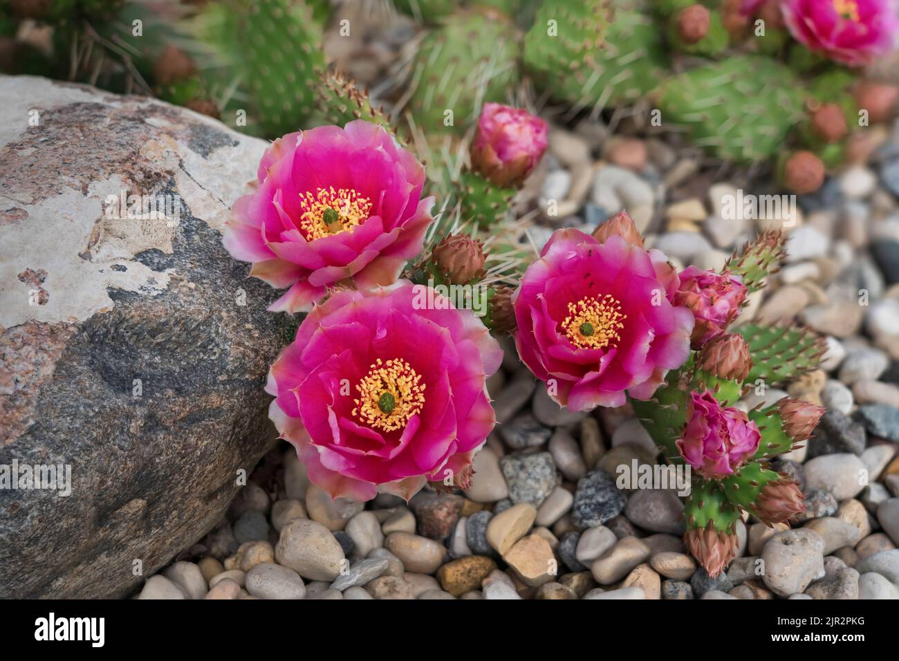 Plains prickly pear cactus canada hi-res stock photography and images ...