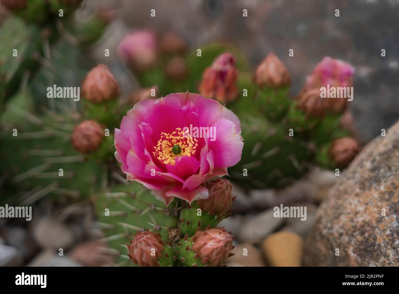 Plains prickly pear cactus canada hi-res stock photography and images ...