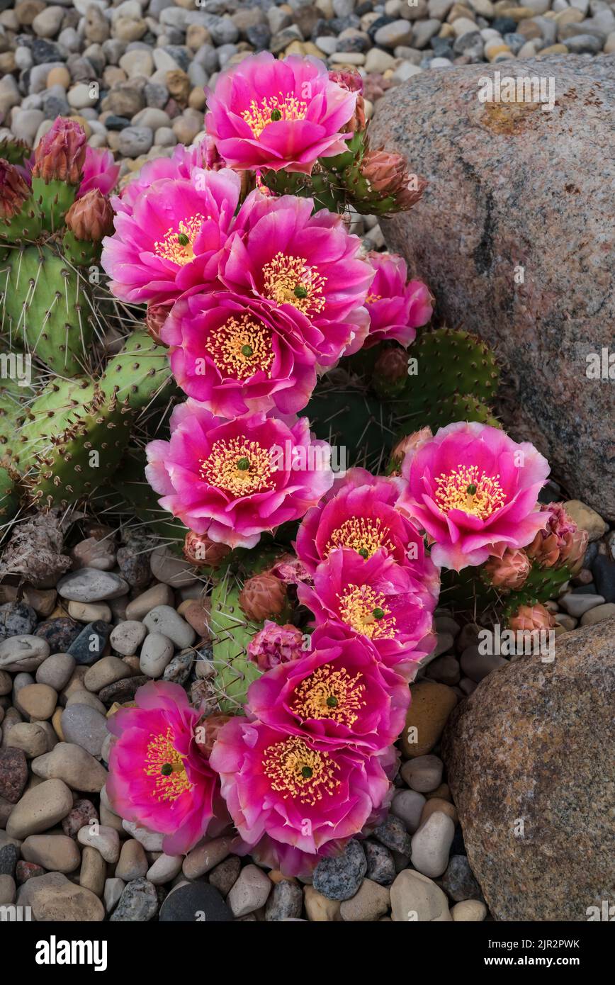 Fuchia colored Prickly Pear cactus blooming in a rock garden in Winkler ...
