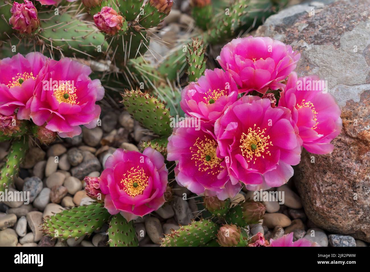 Plains prickly pear cactus canada hi-res stock photography and images ...