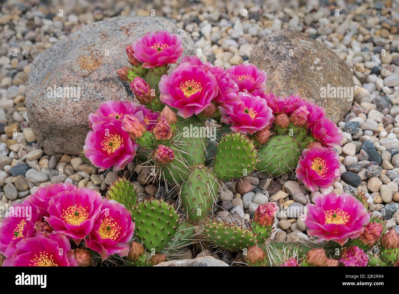 Fuchia colored Prickly Pear cactus blooming in a rock garden in Winkler ...