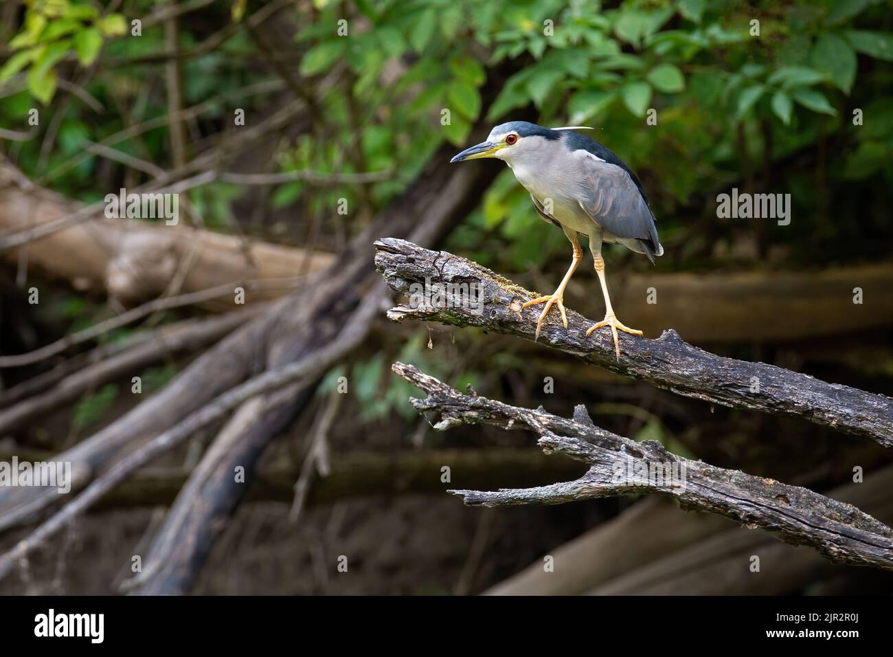 Black-crowned night heron sitting on branch in summer Stock Photo - Alamy