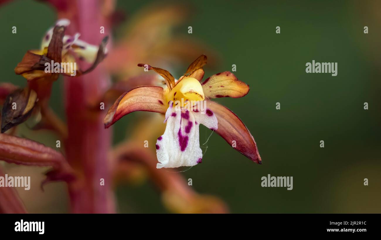 The Spotted Coral Root orchid in the Brokenhead Wetlands Ecological ...