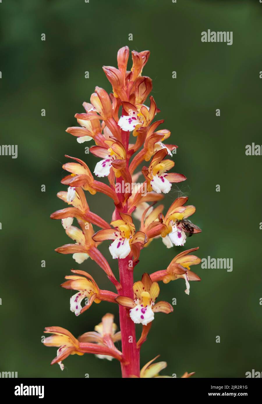 The Spotted Coral Root orchid in the Brokenhead Wetlands Ecological ...