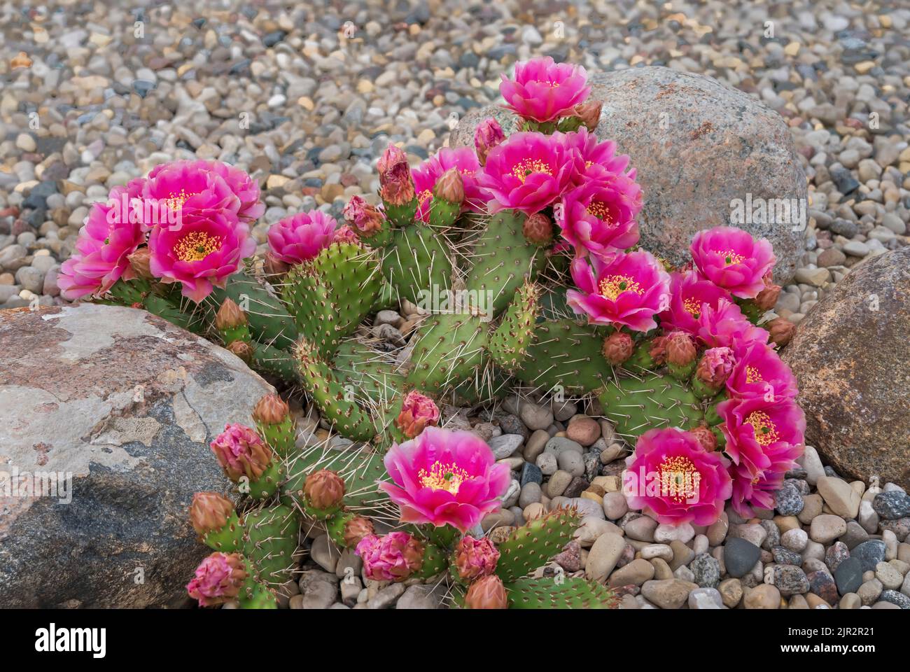 Fuchia colored Prickly Pear cactus blooming in a rock garden in Winkler ...