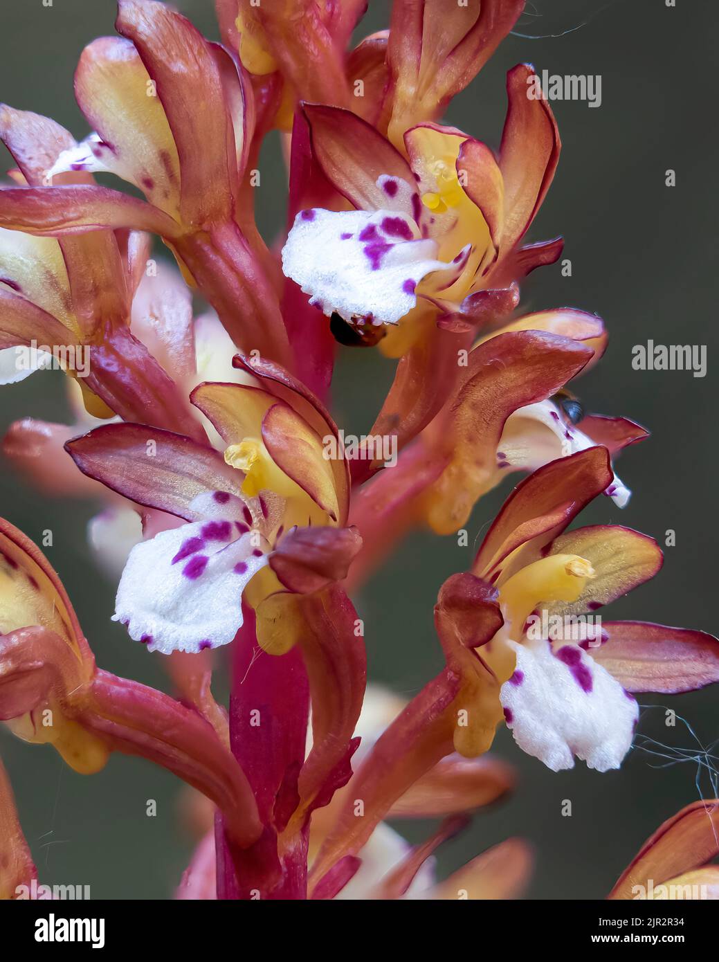 The Spotted Coral Root orchid in the Brokenhead Wetlands Ecological ...
