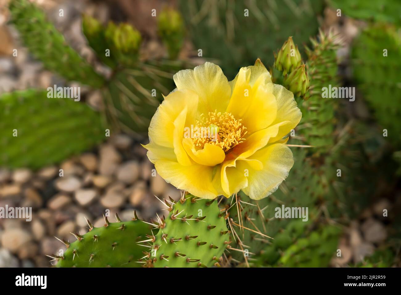 Yellow Prickly Pear cactus flowers in a rock garden in Winkler ...