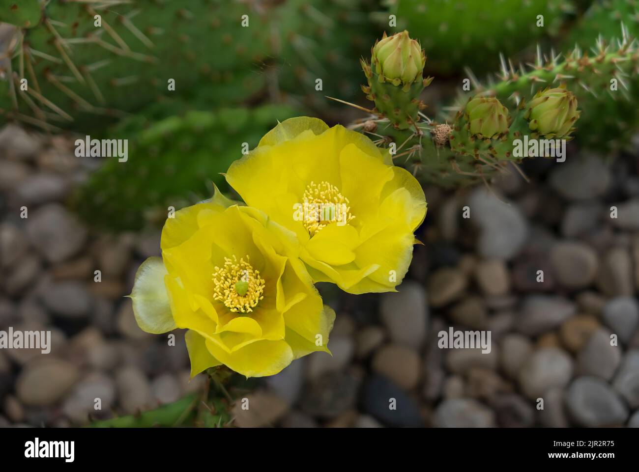 Yellow Prickly Pear cactus flowers in a rock garden in Winkler ...