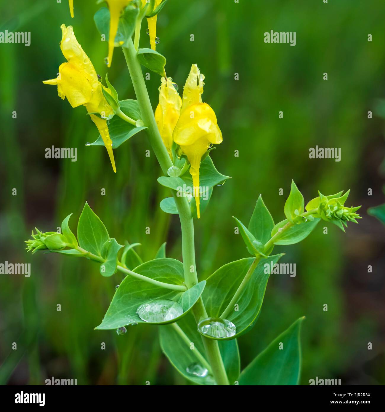 The Wild Snapdragon blooming in the Cypress Hills Interprovincial Park ...
