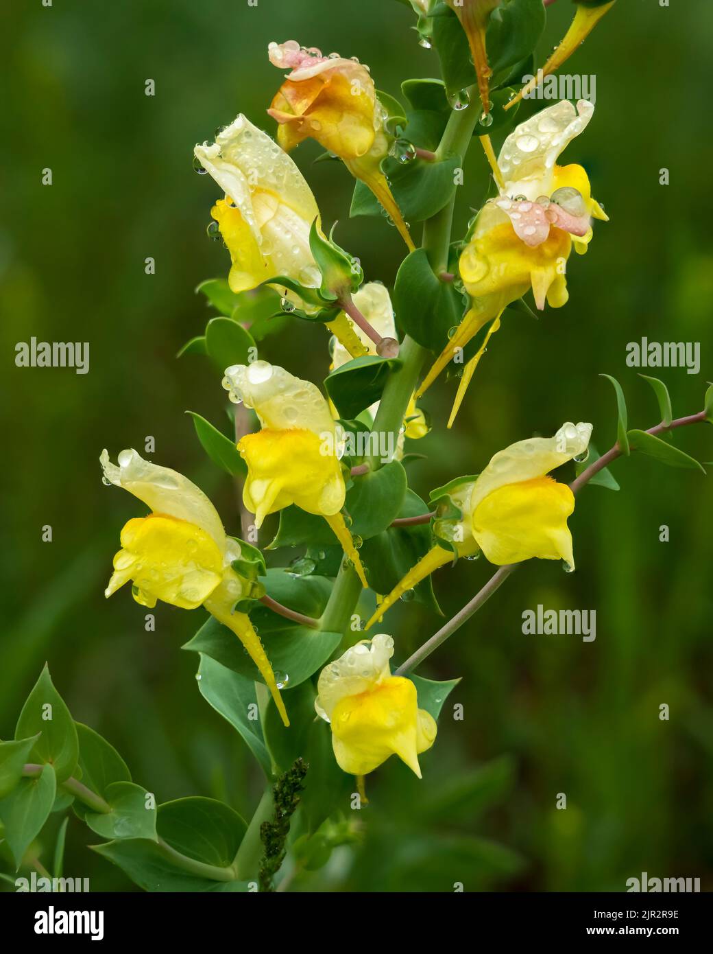 The Wild Snapdragon blooming in the Cypress Hills Interprovincial Park ...