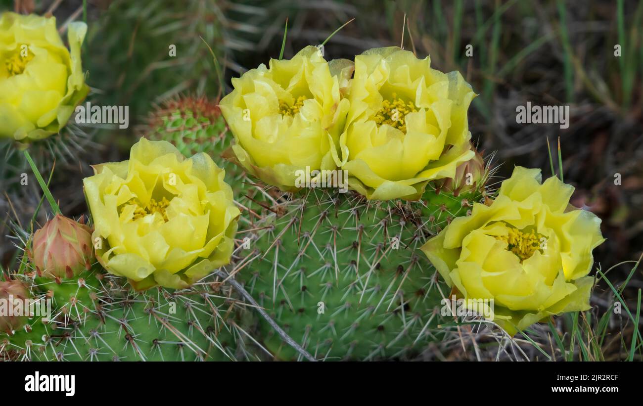 The prickly pear cactus blooming in Grasslands National Park in ...