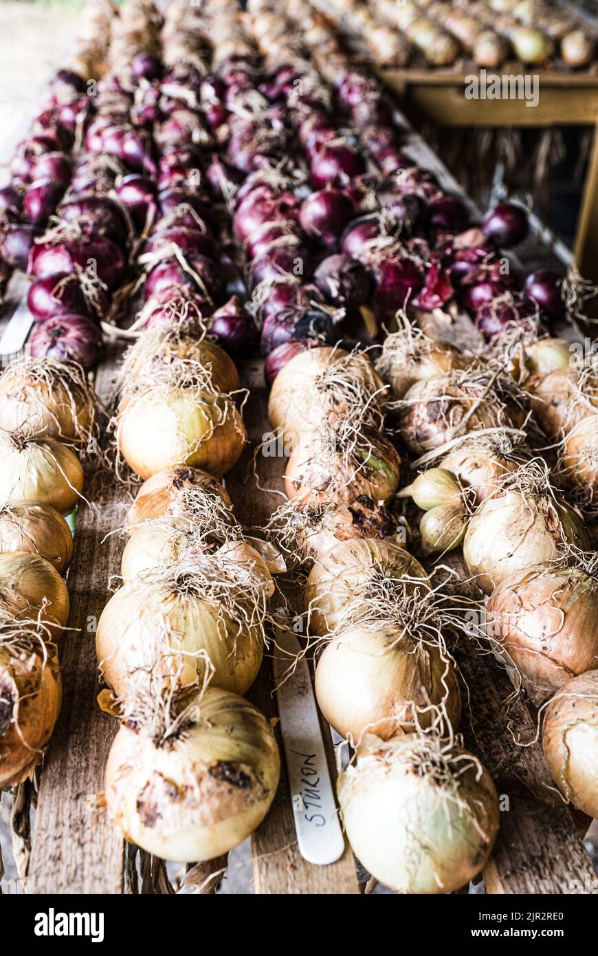 Seed onions being grown in the potting shed at Rousham House ...