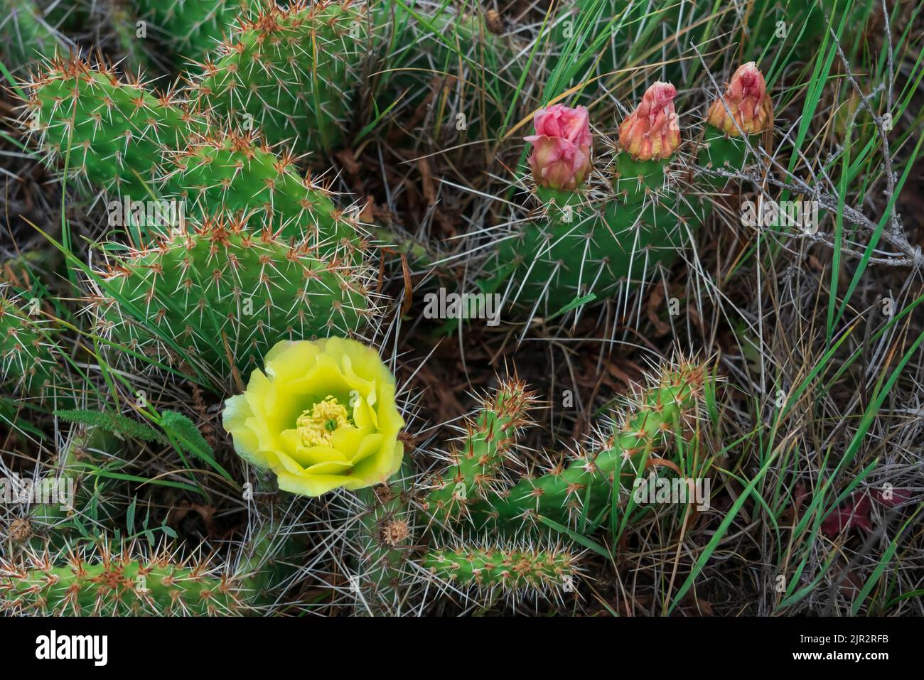 The prickly pear cactus blooming in Grasslands National Park in ...