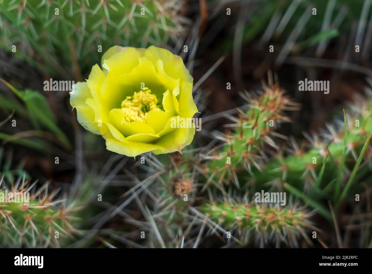 The prickly pear cactus blooming in Grasslands National Park in ...