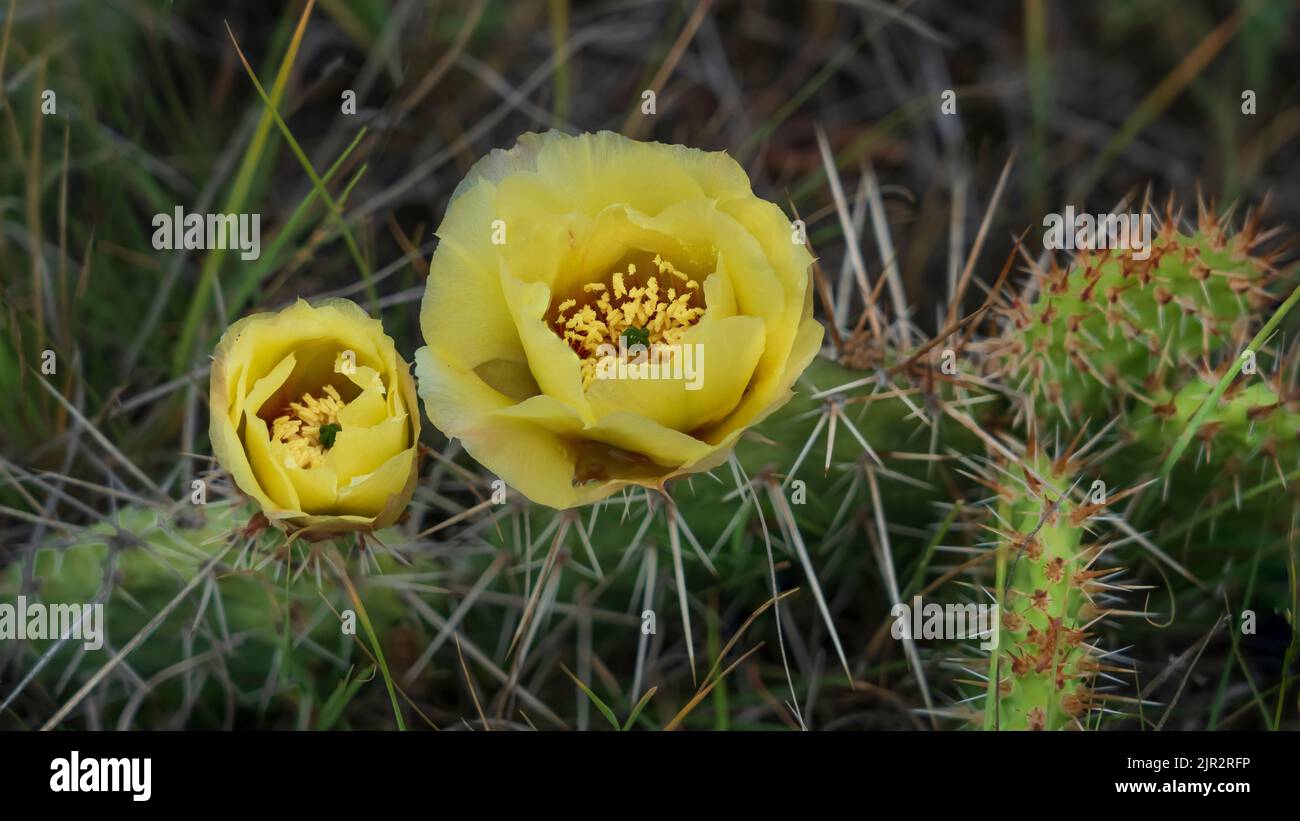 The prickly pear cactus blooming in Grasslands National Park in ...