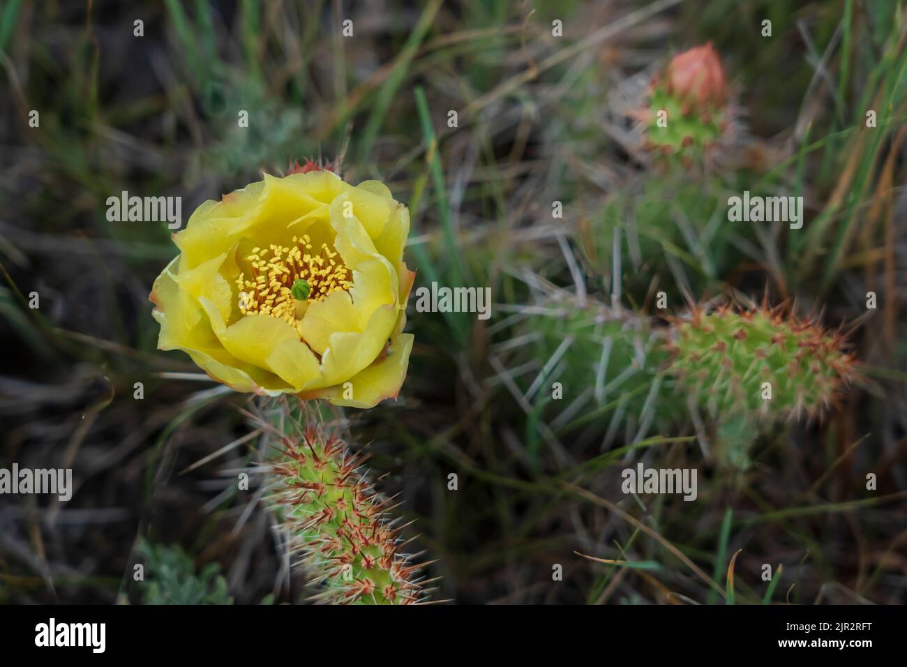 The prickly pear cactus blooming in Grasslands National Park in ...