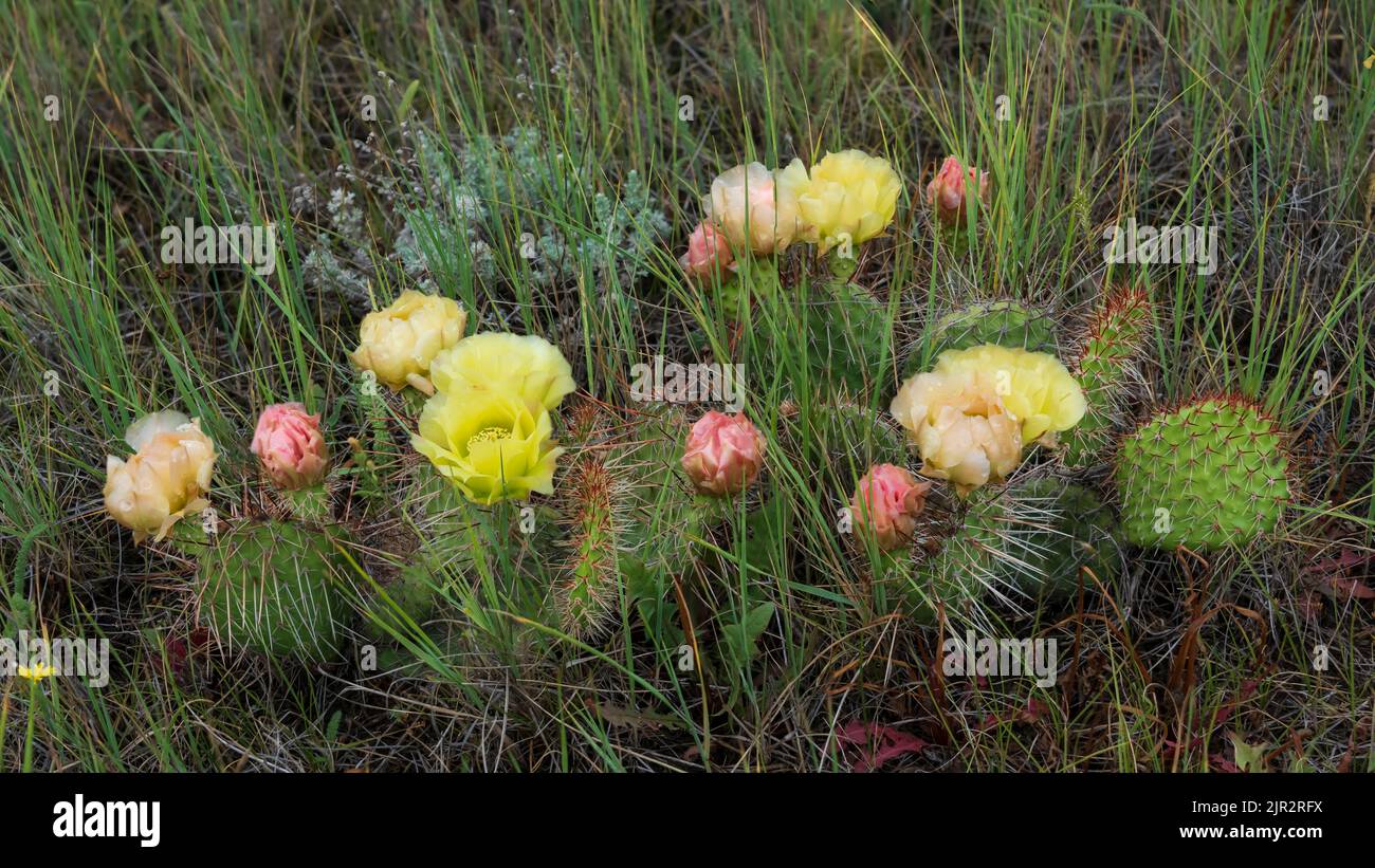 The prickly pear cactus blooming in Grasslands National Park in ...