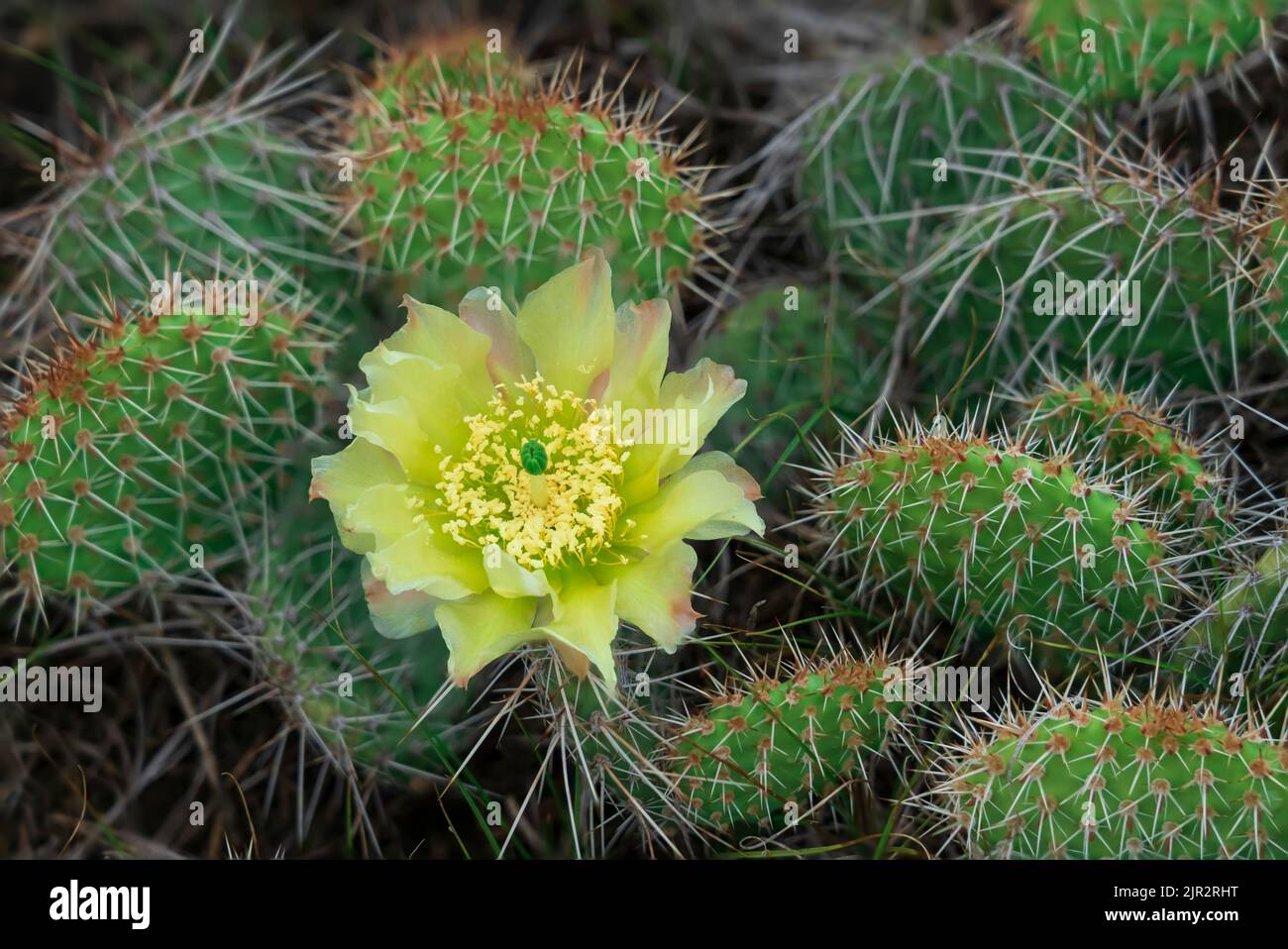The prickly pear cactus blooming in Grasslands National Park in ...