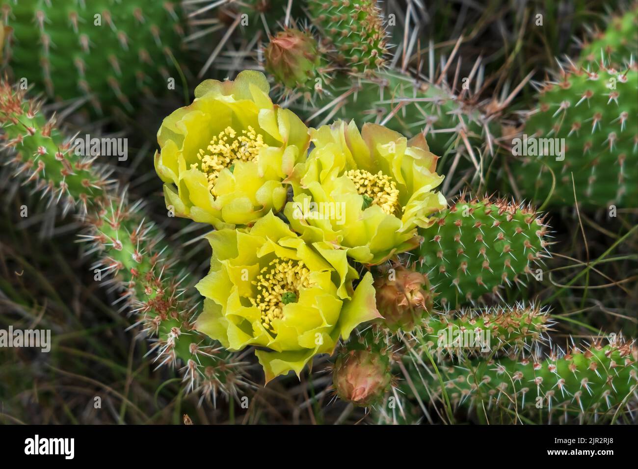The prickly pear cactus blooming in Grasslands National Park in ...