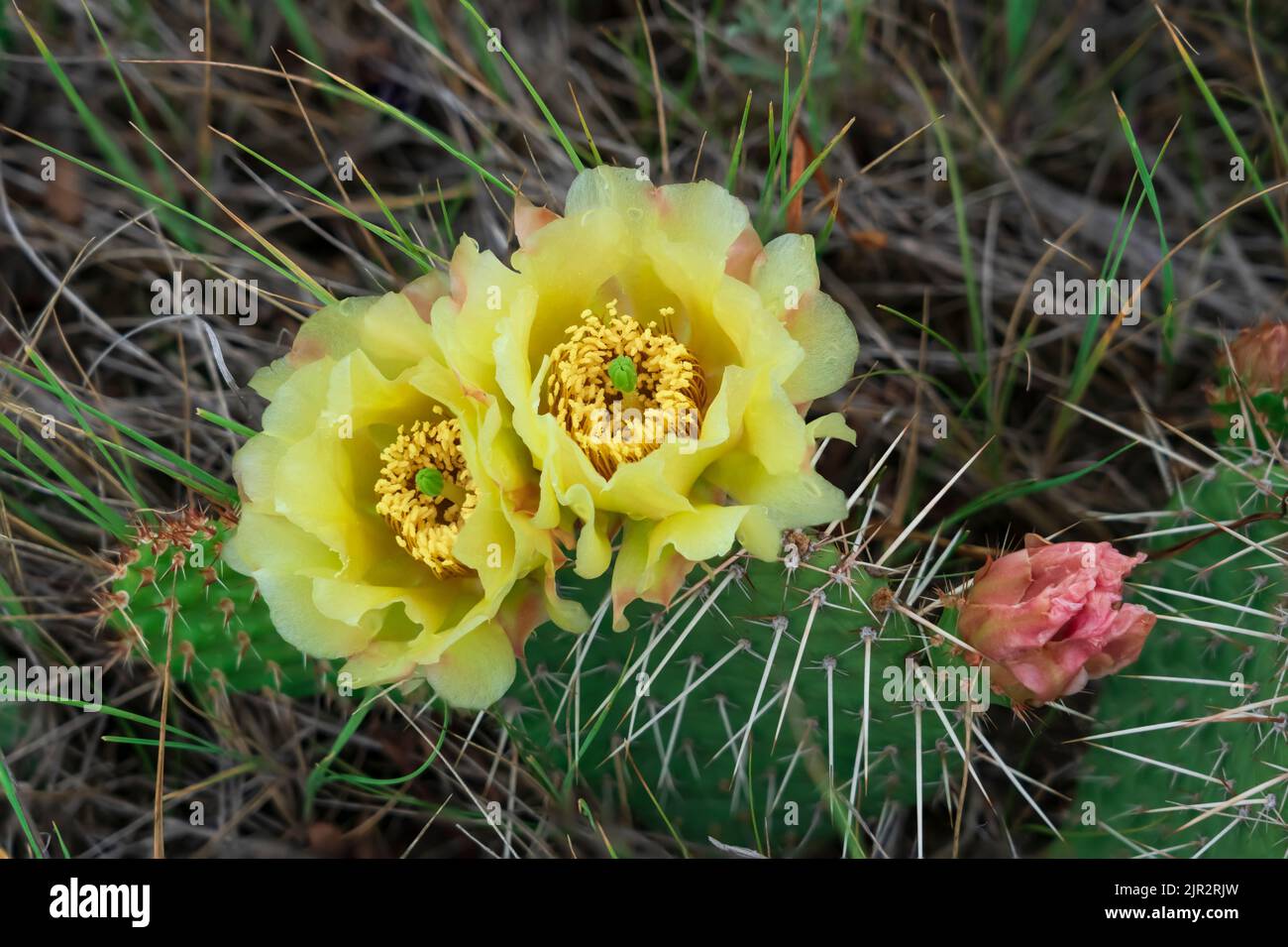 The prickly pear cactus blooming in Grasslands National Park in ...