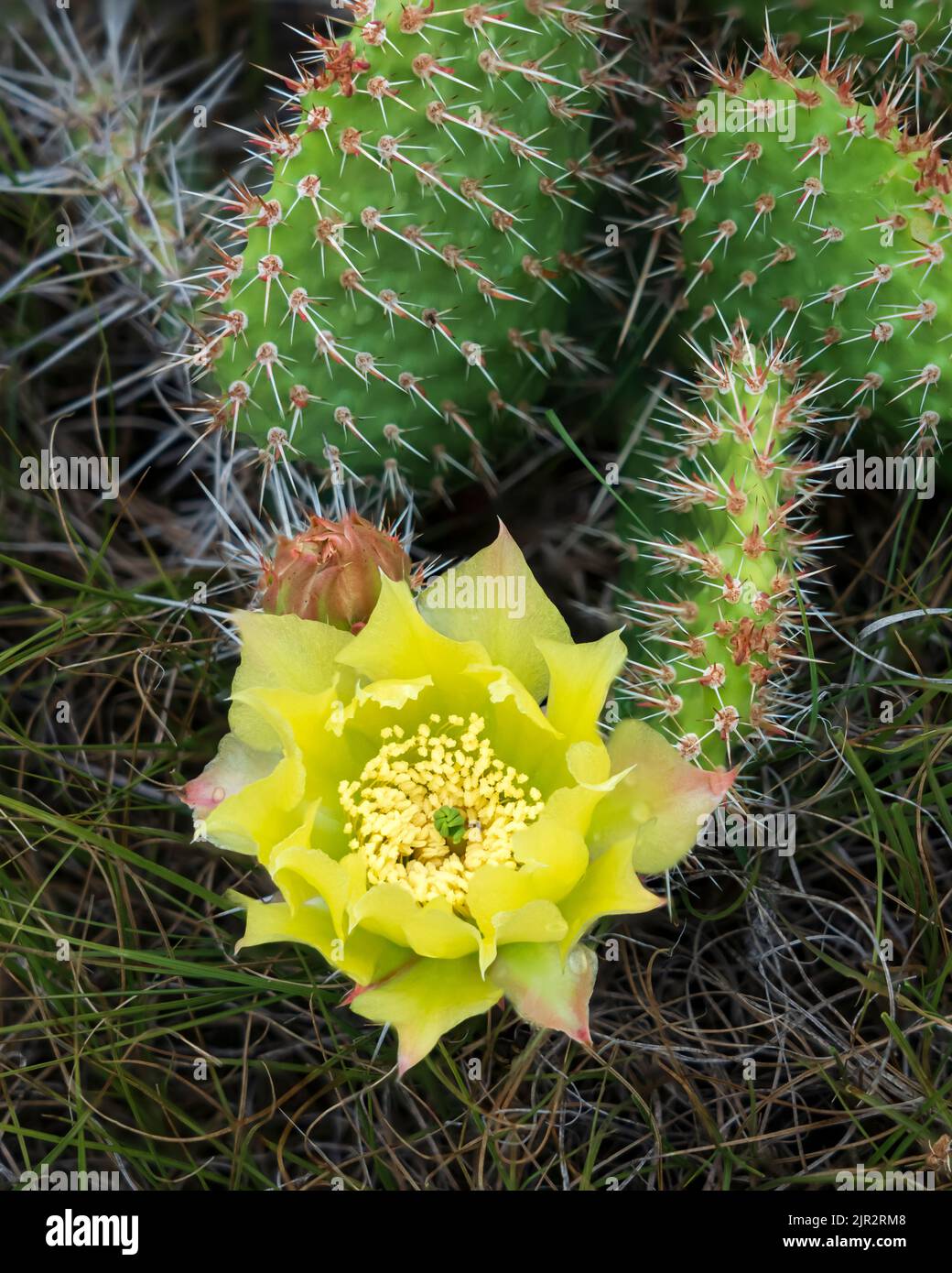 The prickly pear cactus blooming in Grasslands National Park in ...
