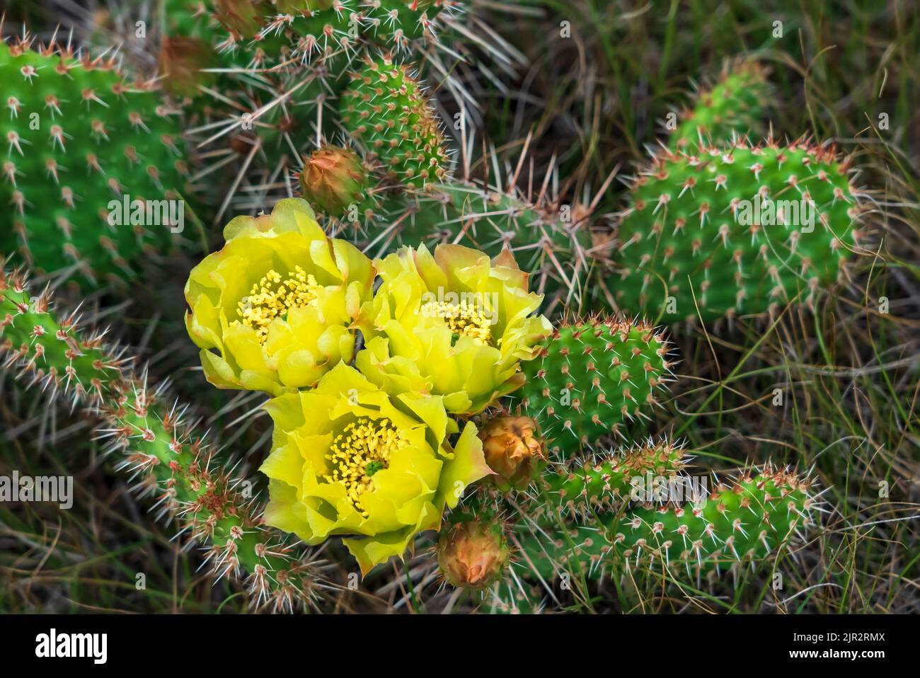 The prickly pear cactus blooming in Grasslands National Park in ...