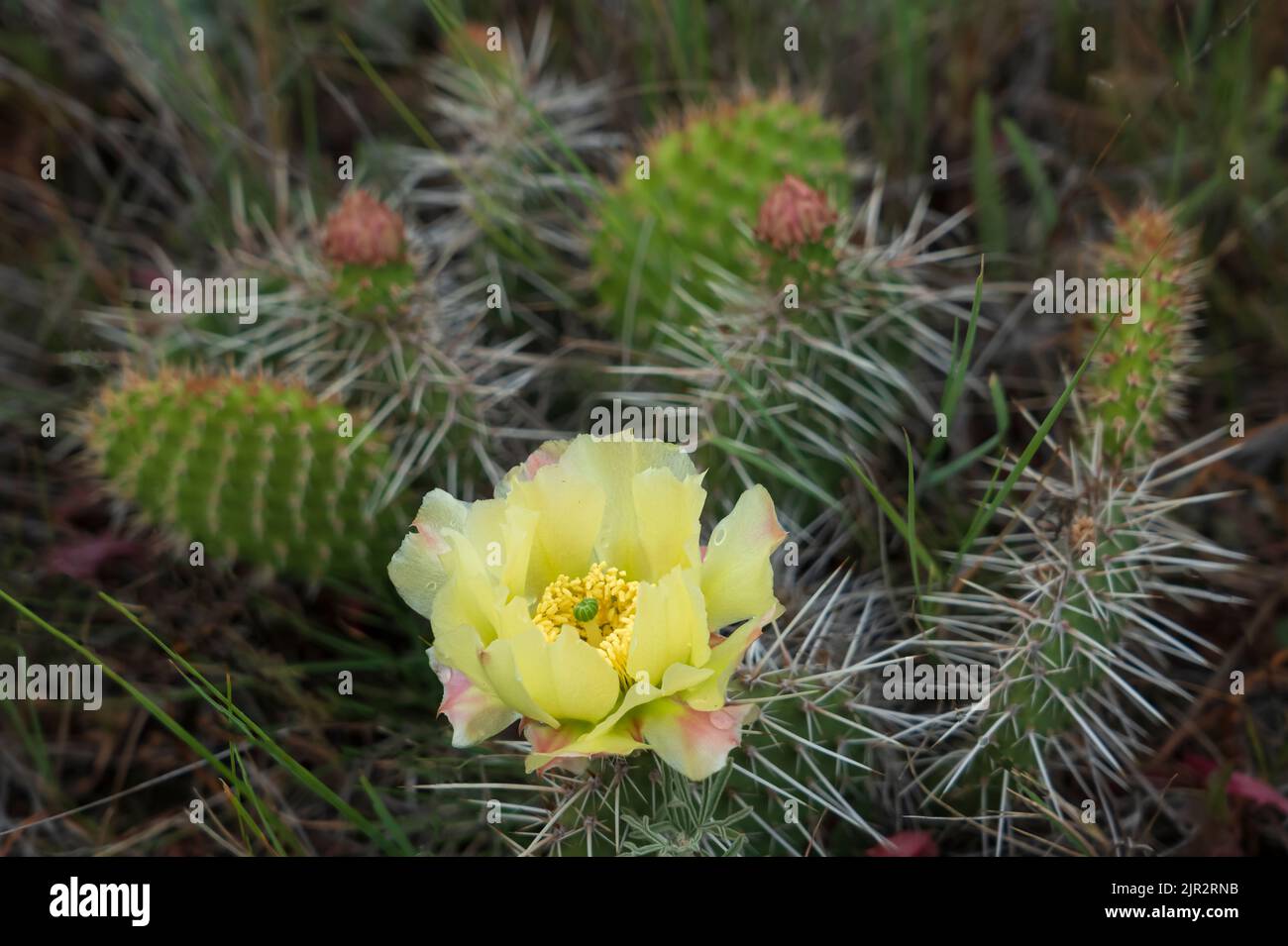 The prickly pear cactus blooming in Grasslands National Park in ...