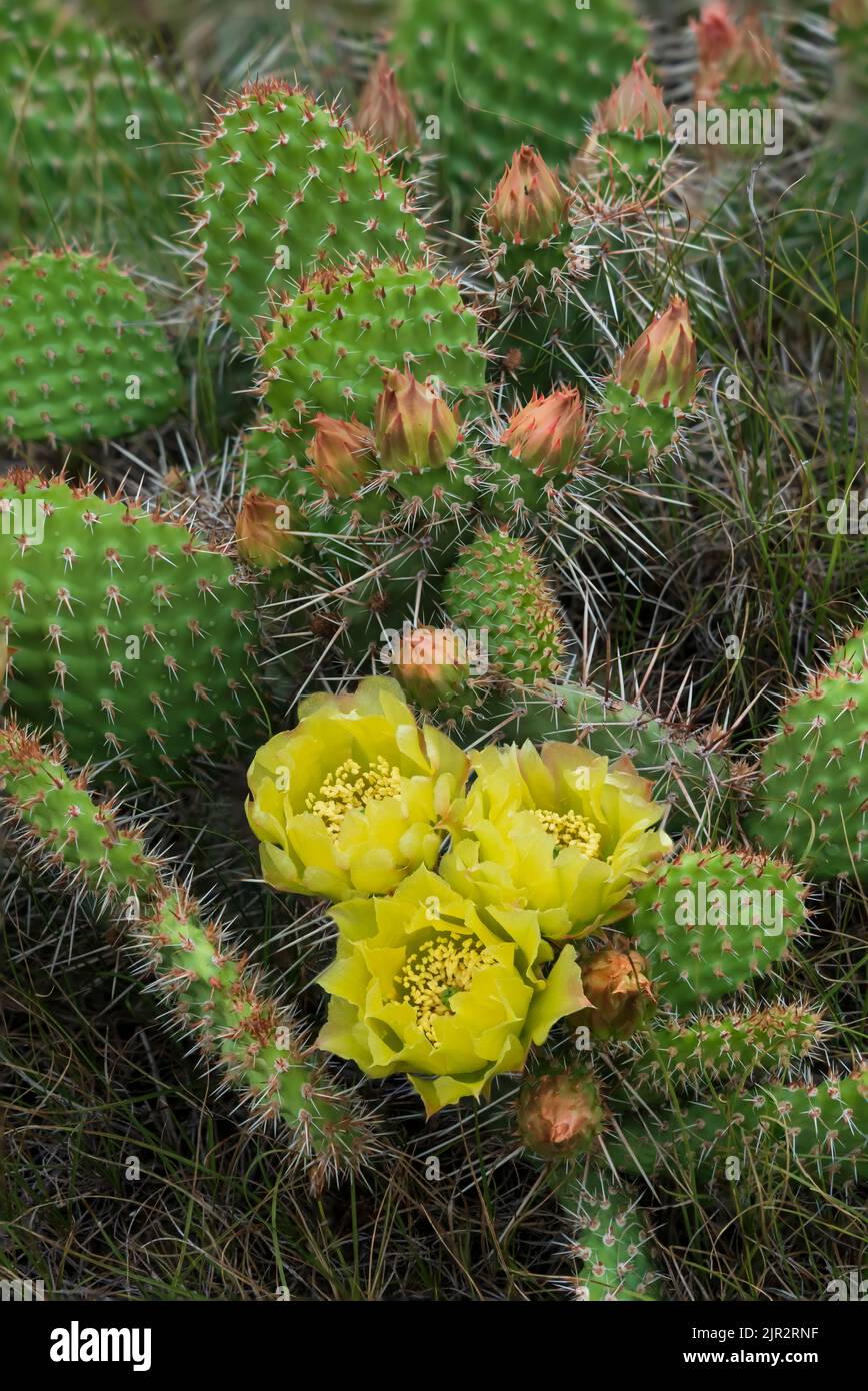 The prickly pear cactus blooming in Grasslands National Park in ...