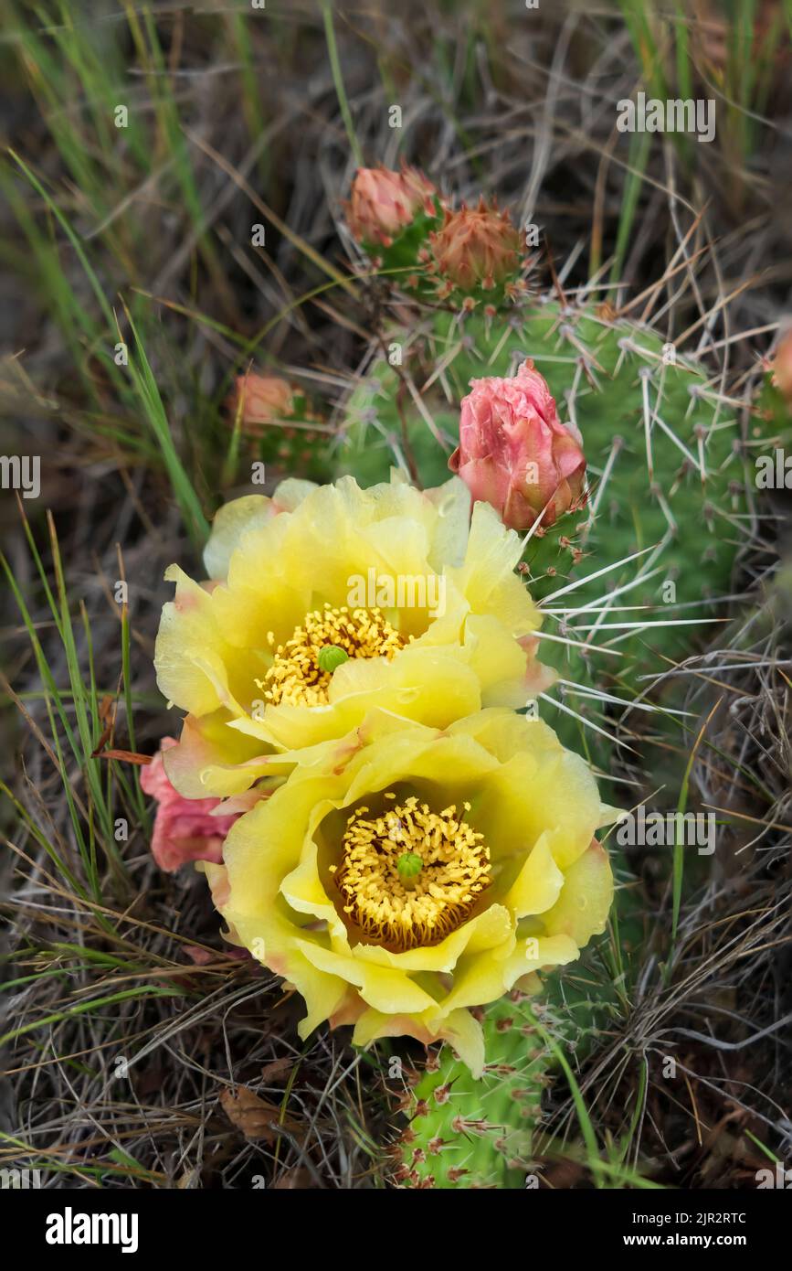 The prickly pear cactus blooming in Grasslands National Park in ...
