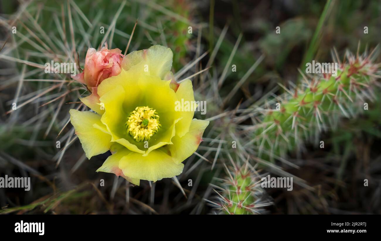 The prickly pear cactus blooming in Grasslands National Park in ...