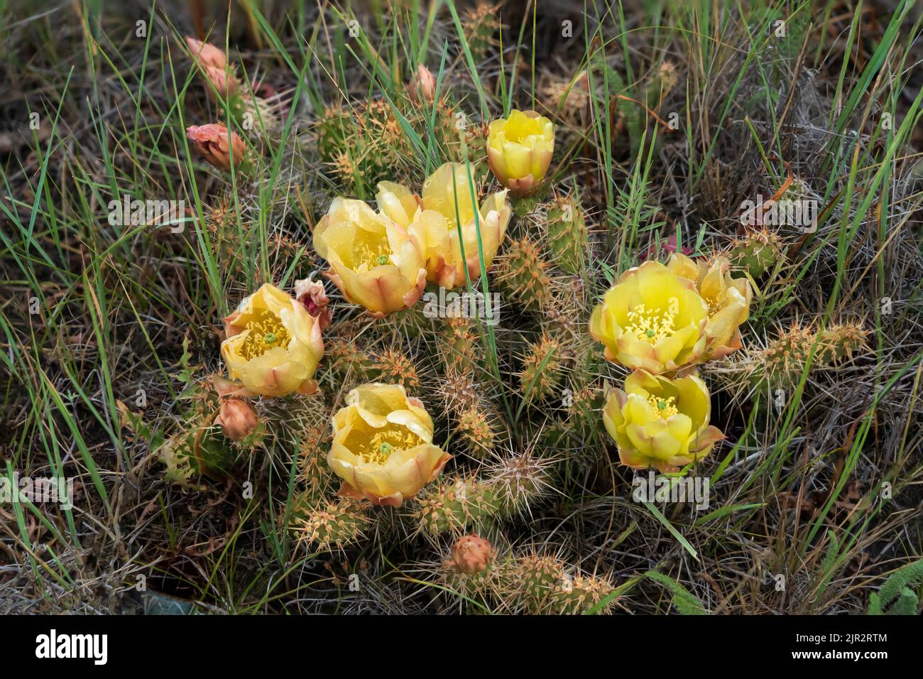 The prickly pear cactus blooming in Grasslands National Park in ...