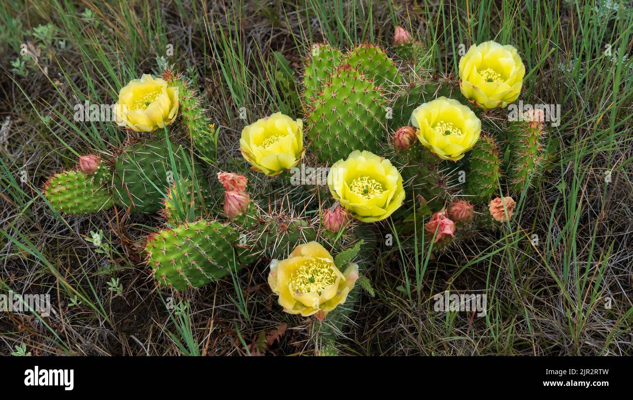 The prickly pear cactus blooming in Grasslands National Park in ...